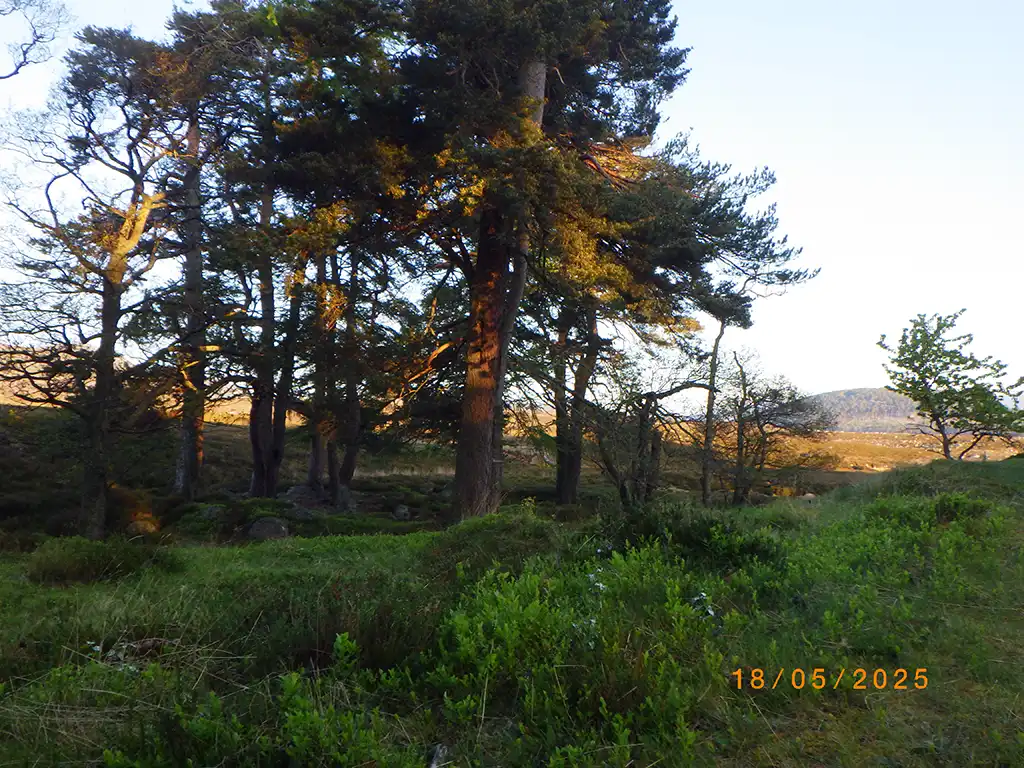 TGOC 2025: My 14-Day Adventure in Scotland